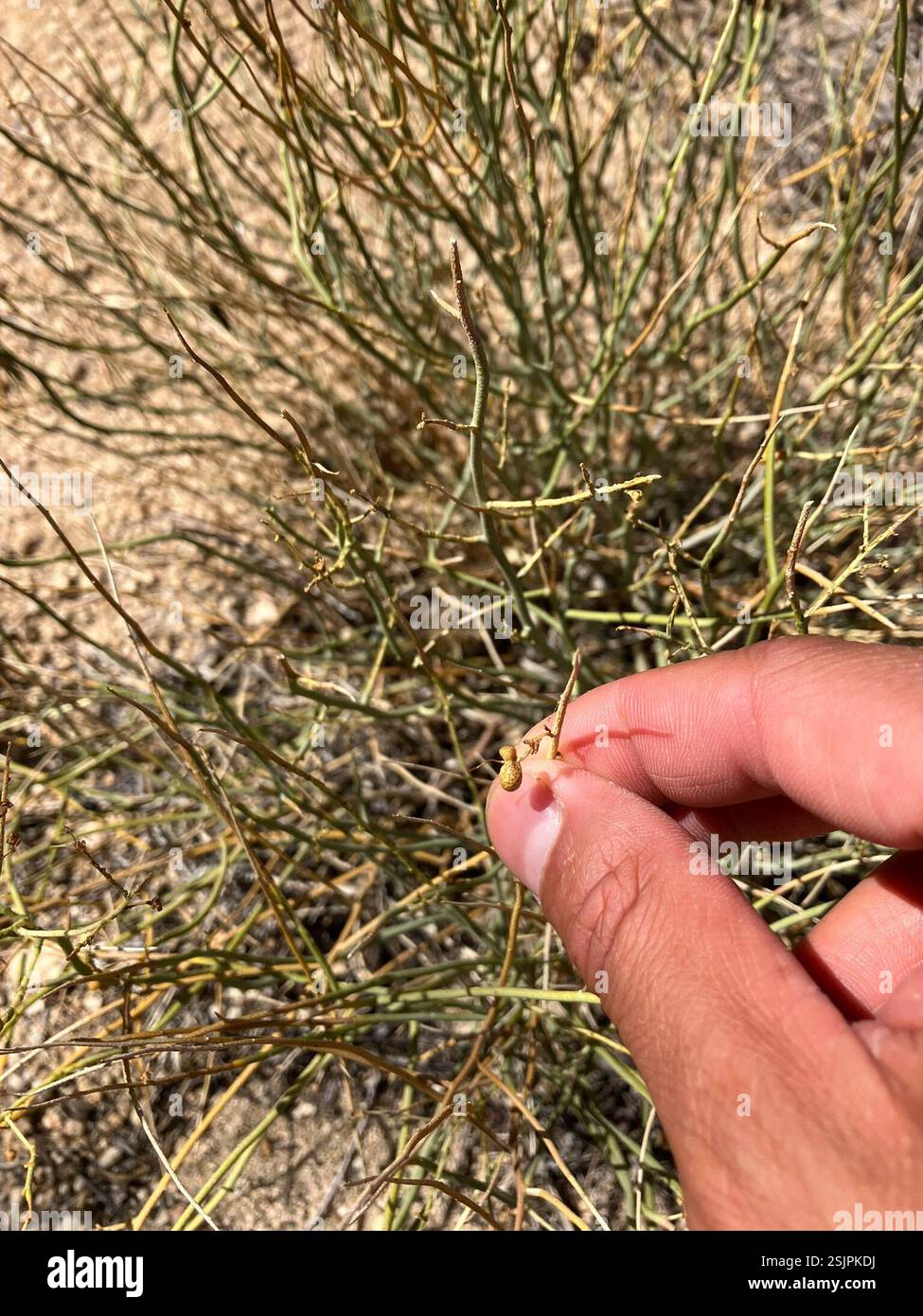Turpentine Broom (Thamnosma montana), Plantae, Sweeney Granite ...