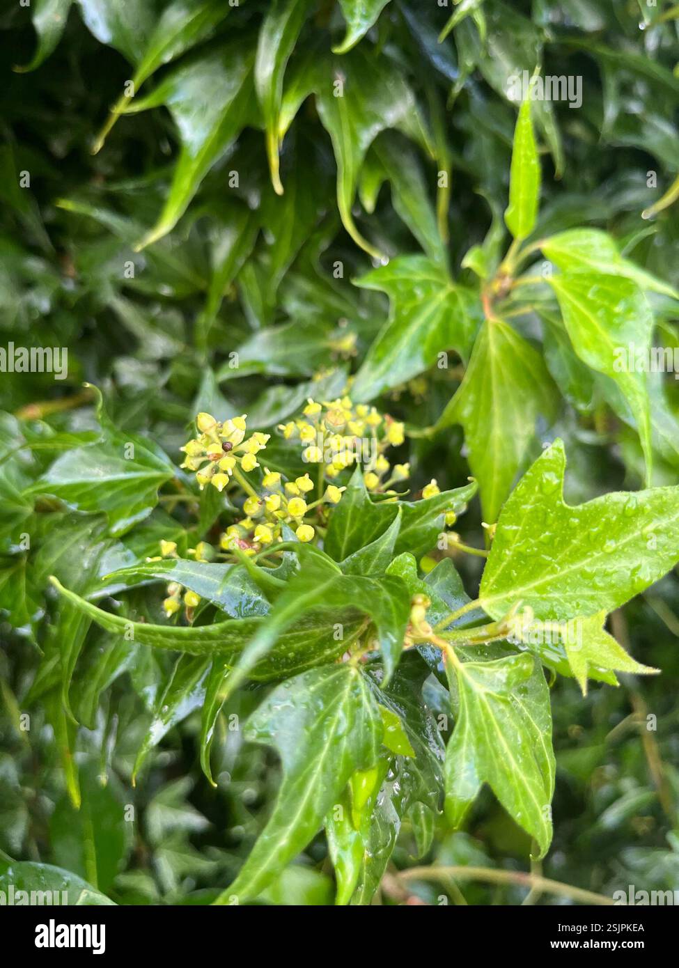 common ivy (Hedera helix), Plantae, Rollerson Park Community Garden ...