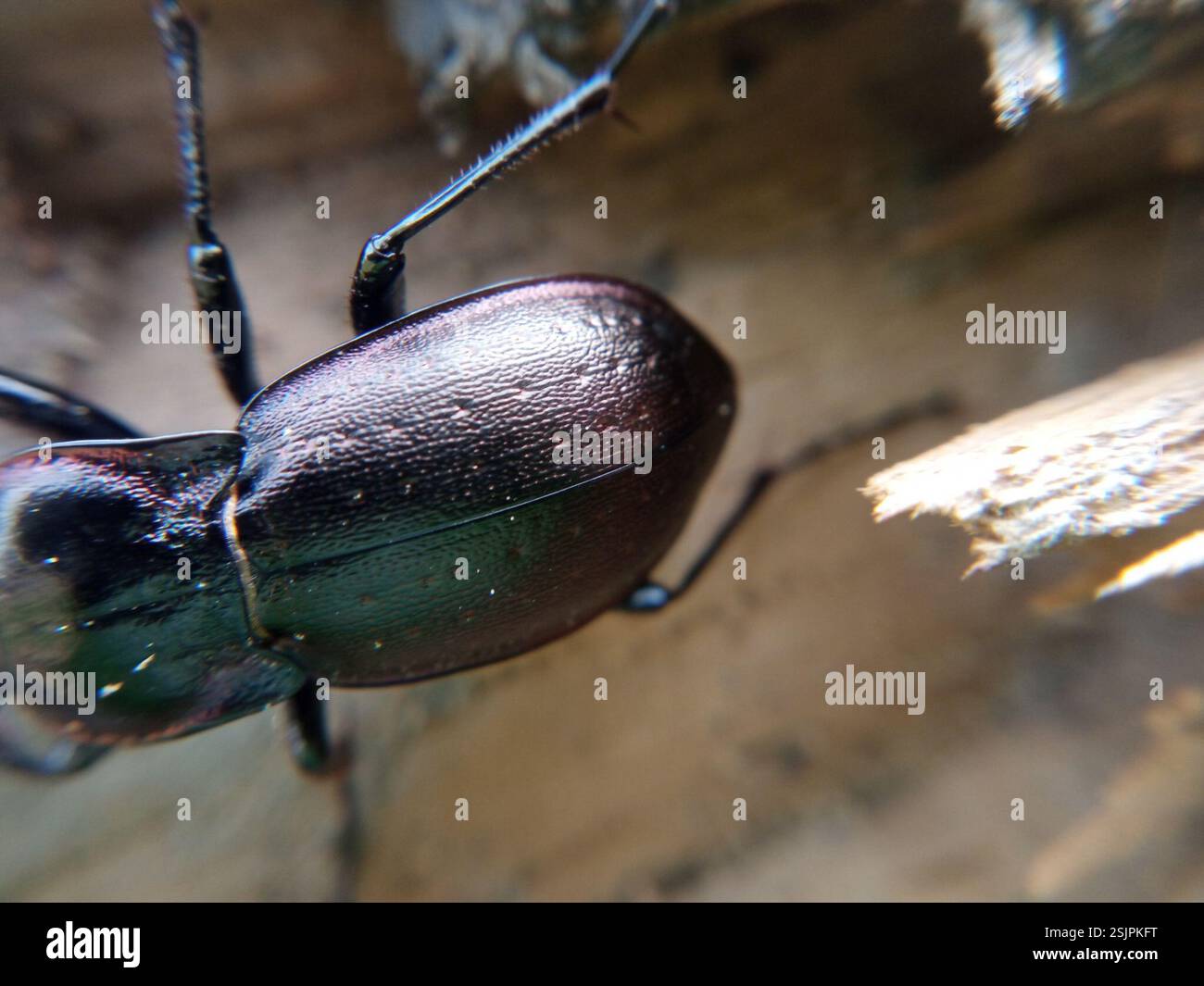 Bronze Ground Beetle (Carabus nemoralis), Insecta, 38590 Saint-Étienne ...