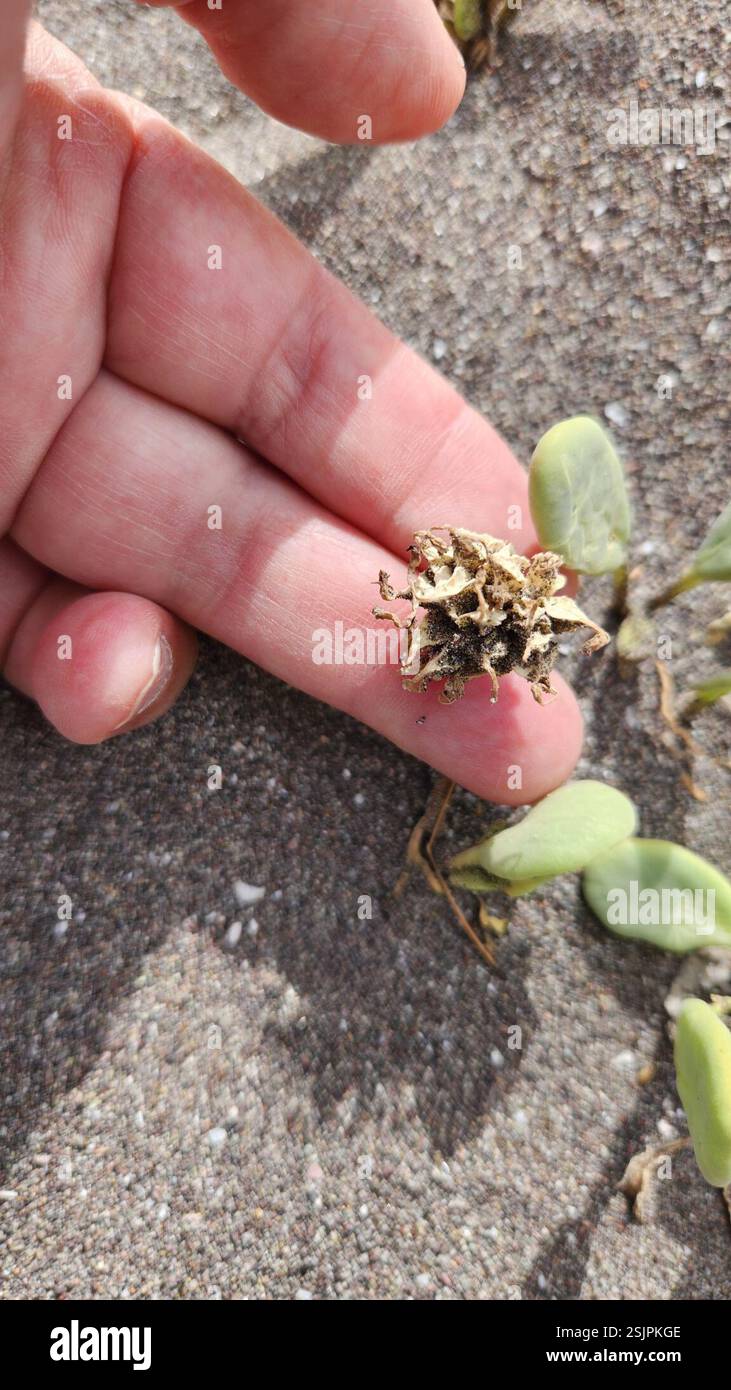 red sand-verbena (Abronia maritima), Plantae, Loreto, MX-BS, MX Stock ...