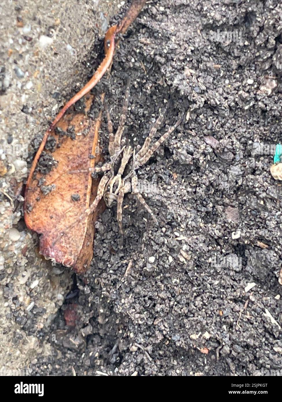 lance wolf spider (Schizocosa avida), Arachnida, The University of ...