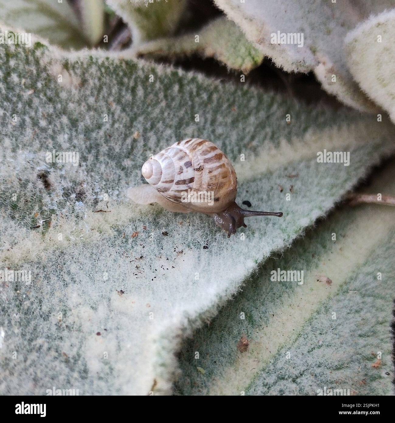 Zebra Snail (Zebrina detrita), Mollusca, 1137 Pancharevo, Bulgaria ...