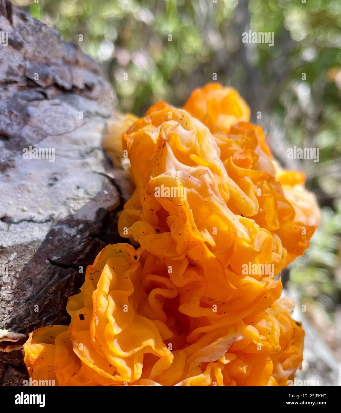 golden ear (Naematelia aurantia), Fungi, Fort Ord National Monument ...