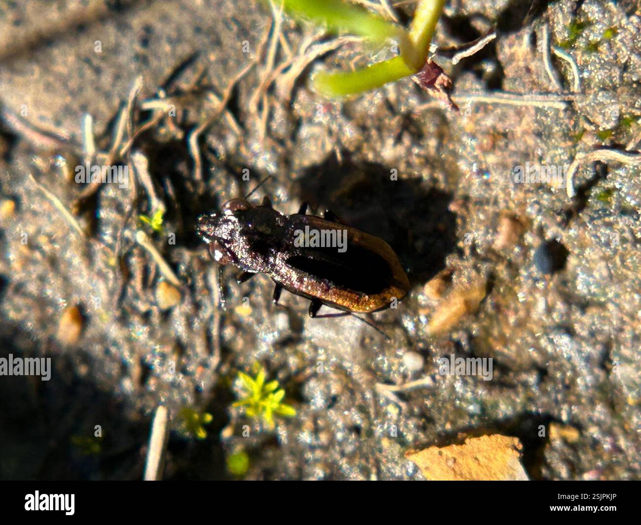 (Notiophilus semiopacus), Insecta, Monaña de Oro State Park, Los Osos ...