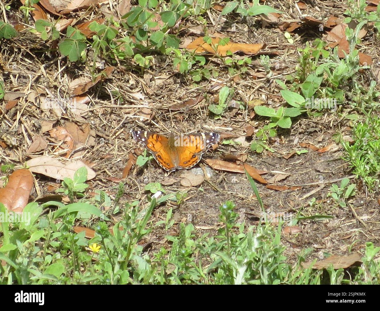 American Lady (Vanessa virginiensis), Insecta, Savannah, GA, USA Stock ...
