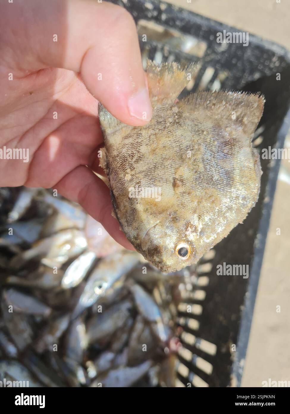 Atlantic Spadefish (Chaetodipterus faber), Actinopterygii, Natal - RN ...