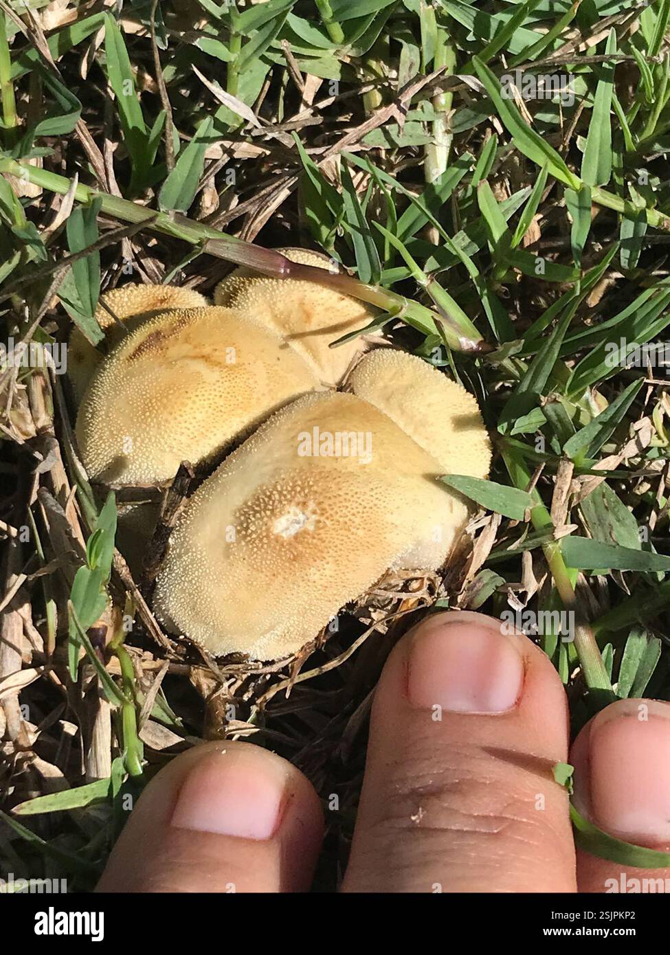 Meadow Puffball (Lycoperdon pratense), Fungi, Roldán, Santa Fe, AR ...