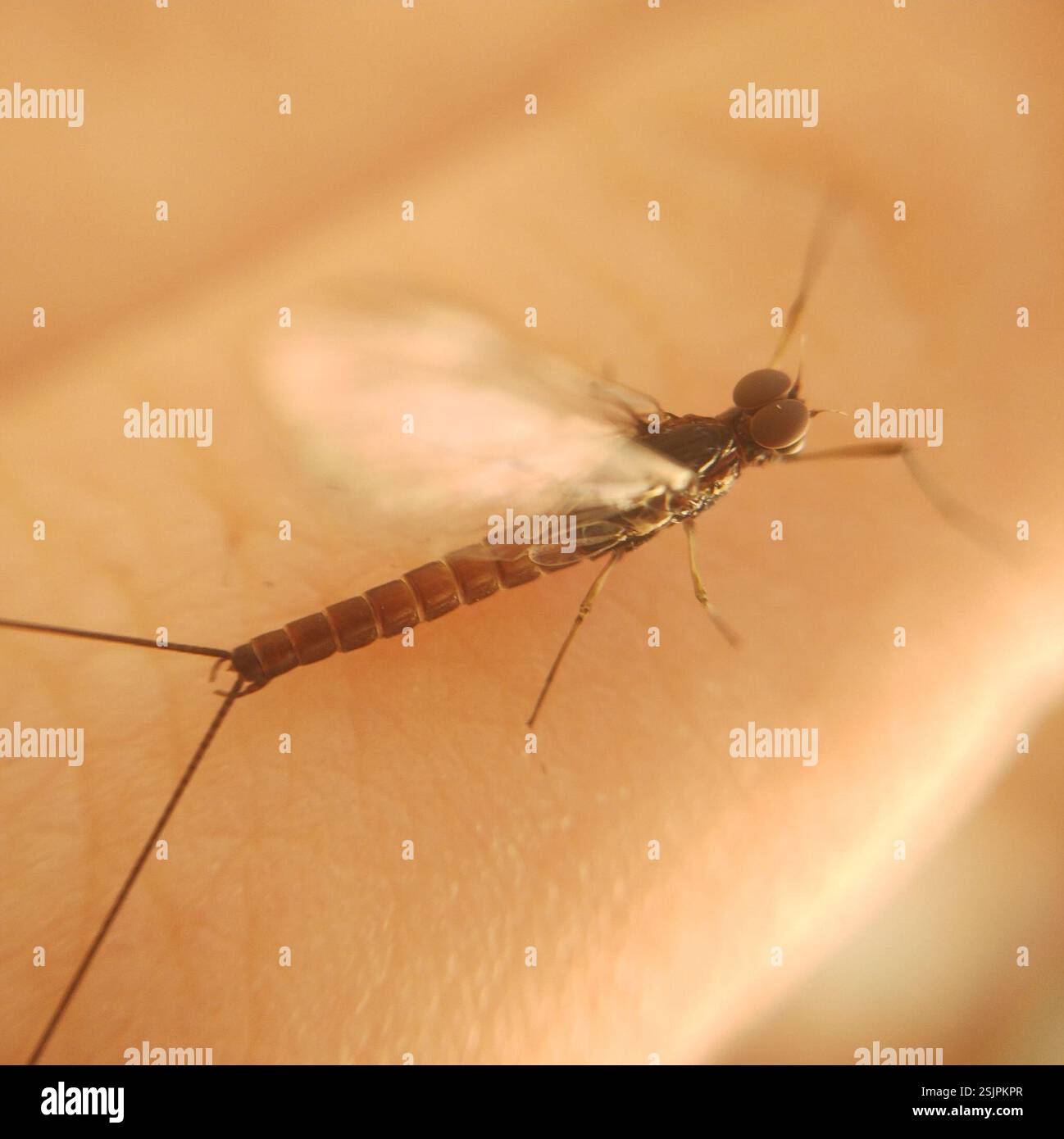 Blue-winged Olives (Baetis), Insecta, Kosanin dol, Pancharevo, Bulgaria ...