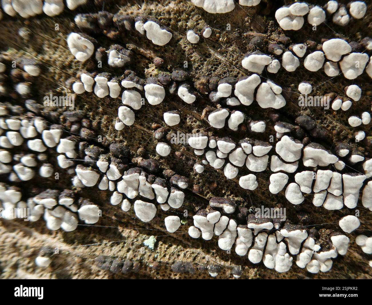 ceramic parchment (Xylobolus frustulatus), Fungi, Charlotte, VT 05445 ...