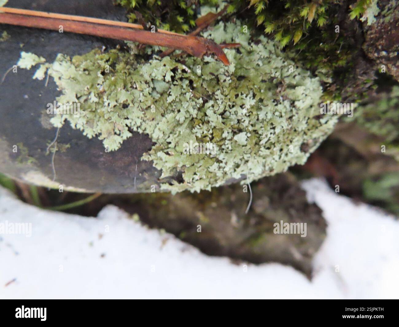 typical shield lichens (Parmelioideae), Fungi, Devil's Lake State Park ...