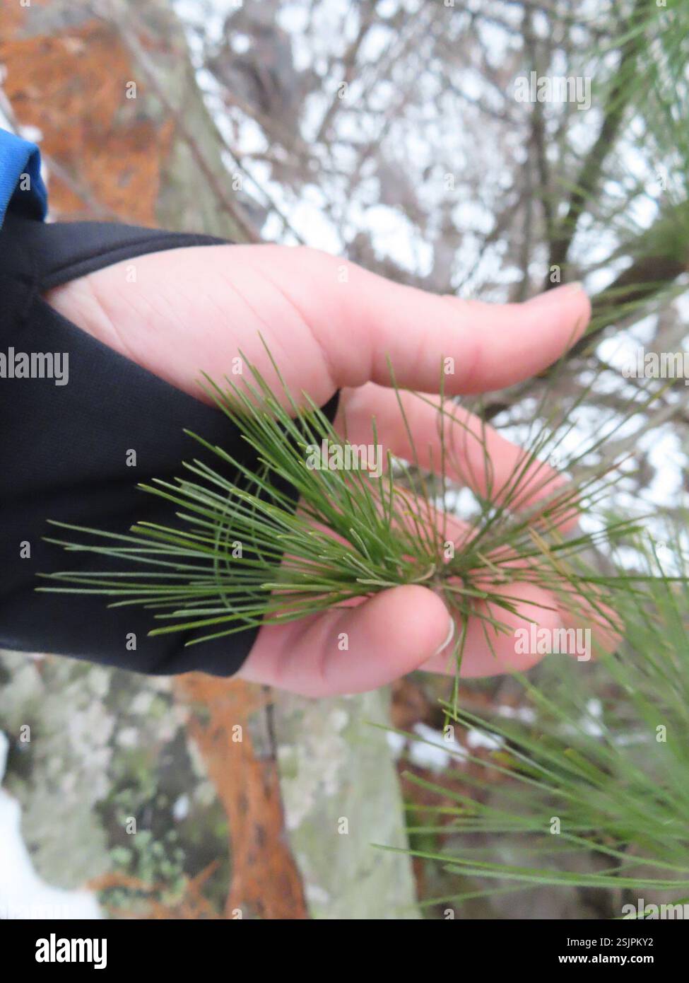 eastern white pine (Pinus strobus), Plantae, Devil's Lake State Park ...