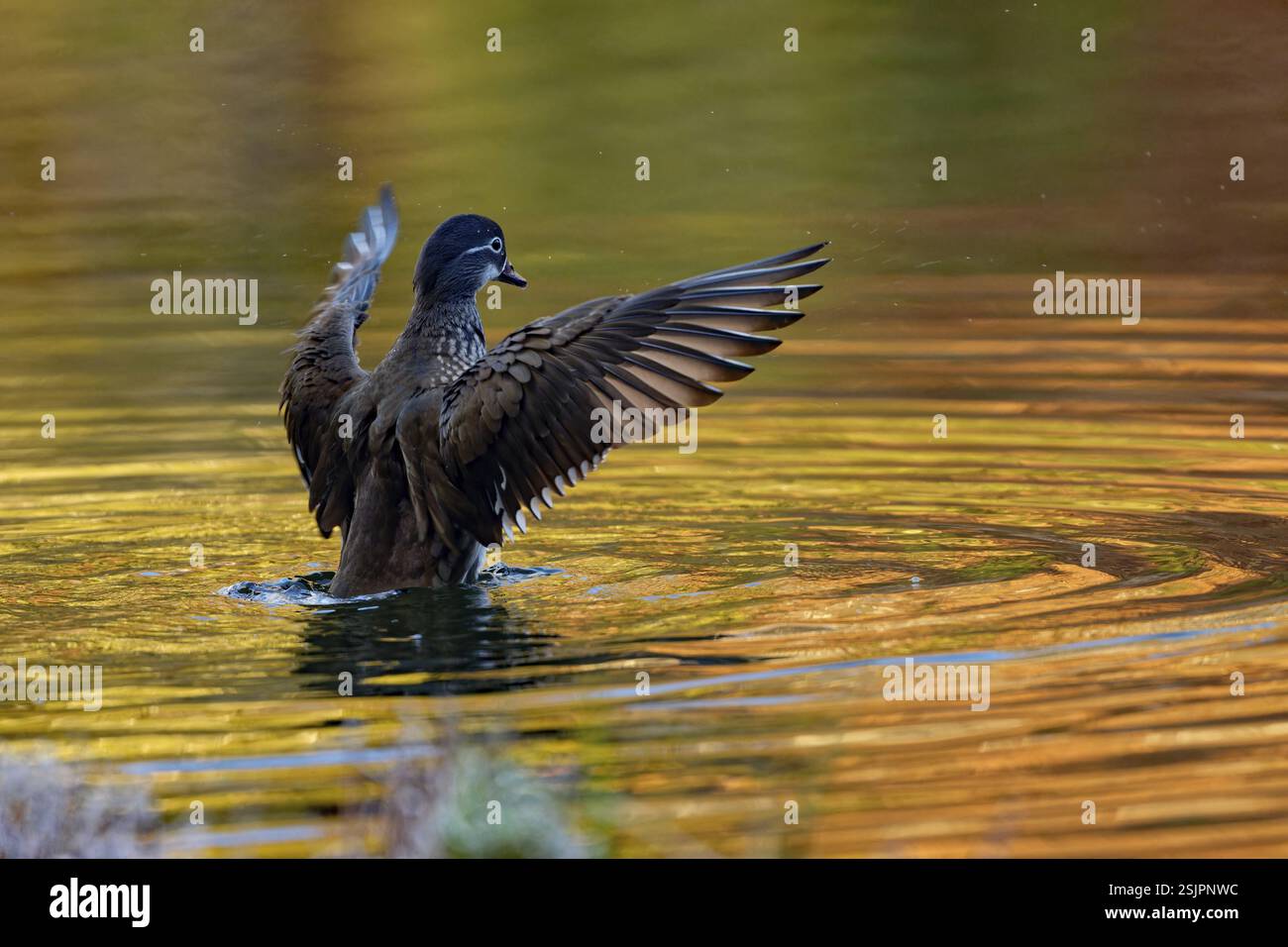 Mandarin duck (Aix galericulata), female, dorsal view, with spread ...