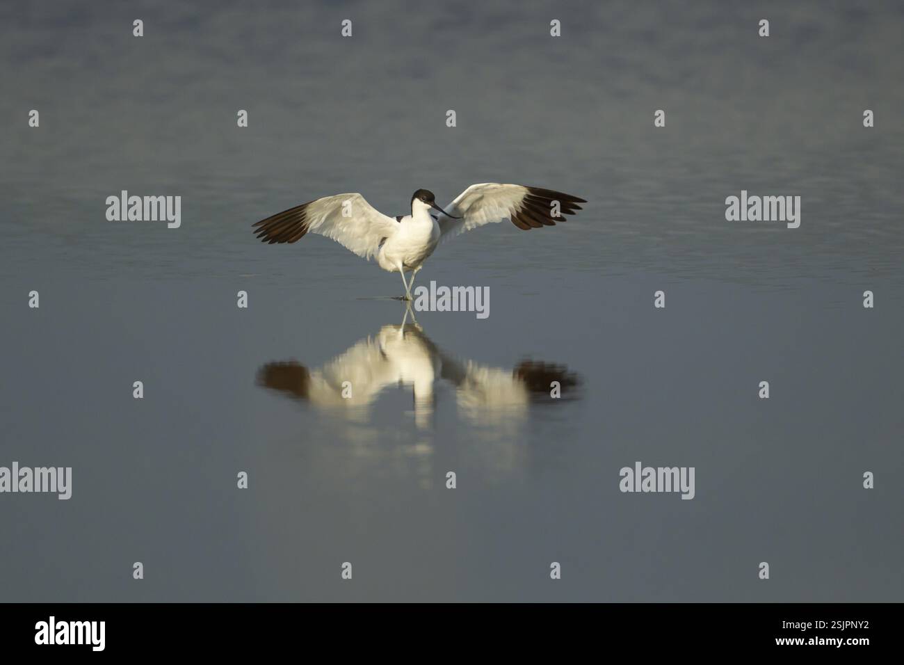 Pied avocet (Recurvirostra avosetta) adult wading bird in water of a ...