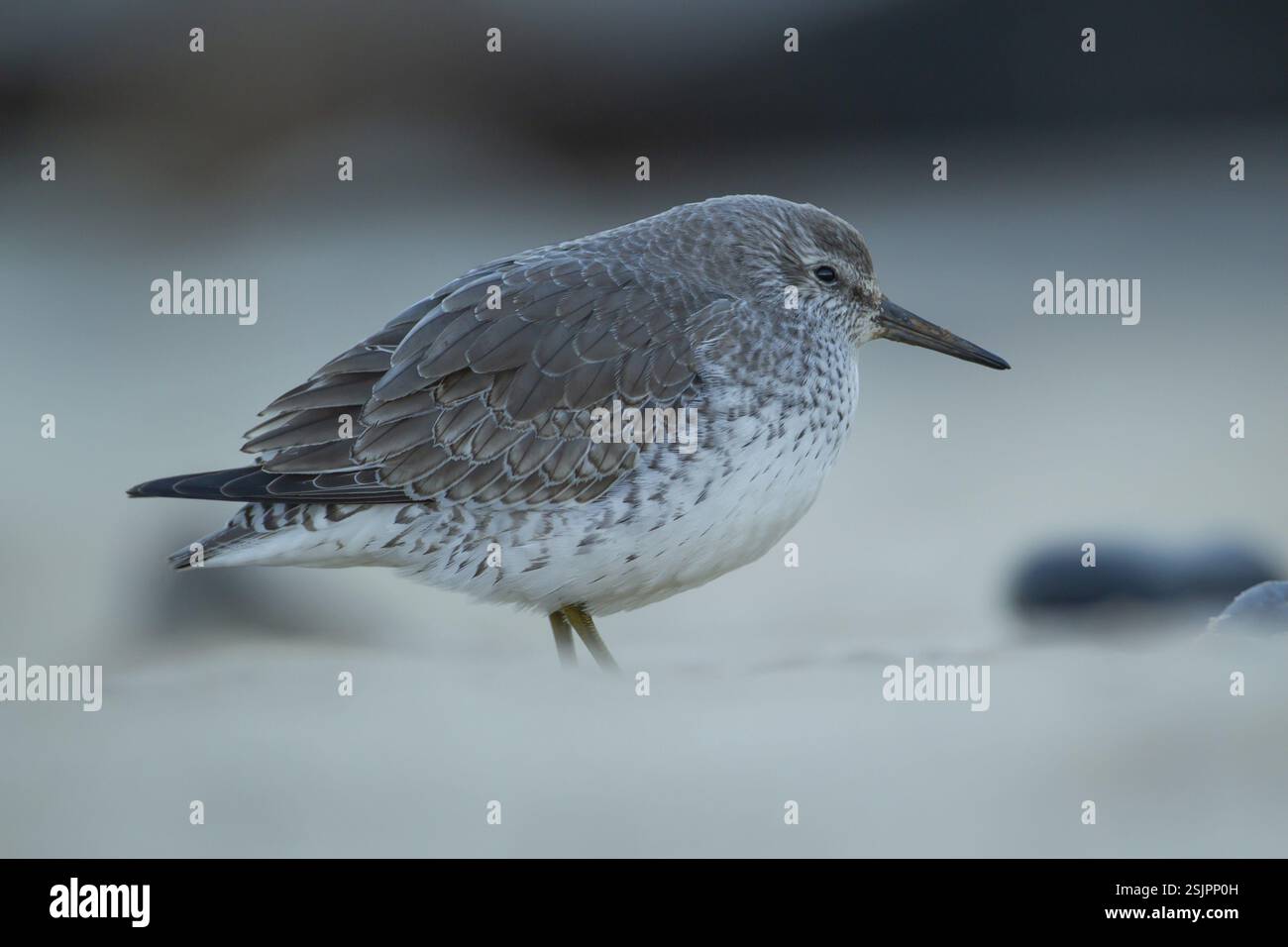 Red knot (Calidris canutus) adult wading bird in winter plumage on a ...