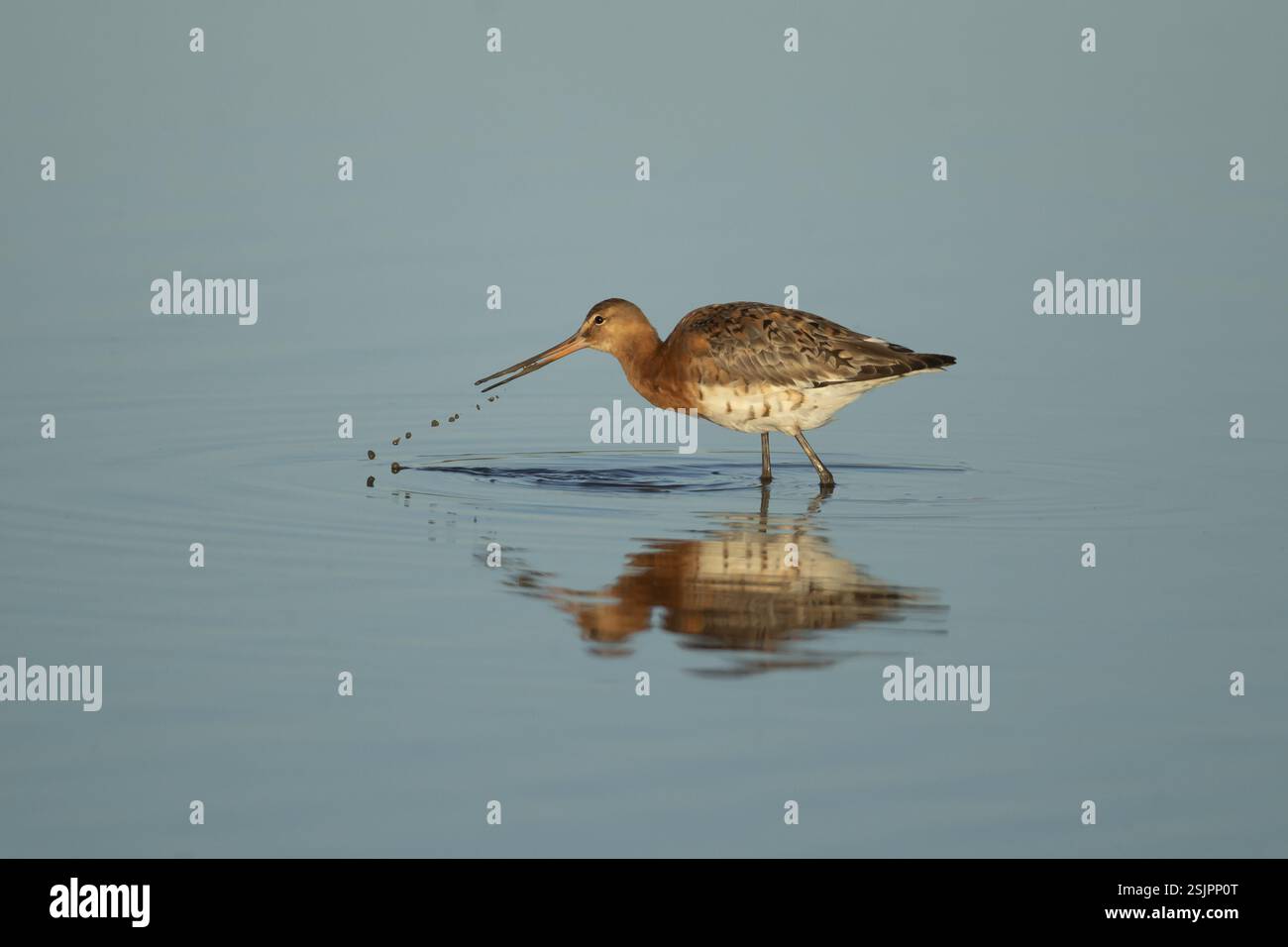 Black tailed godwit (Limosa limosa) adult wading bird in summer plumage ...