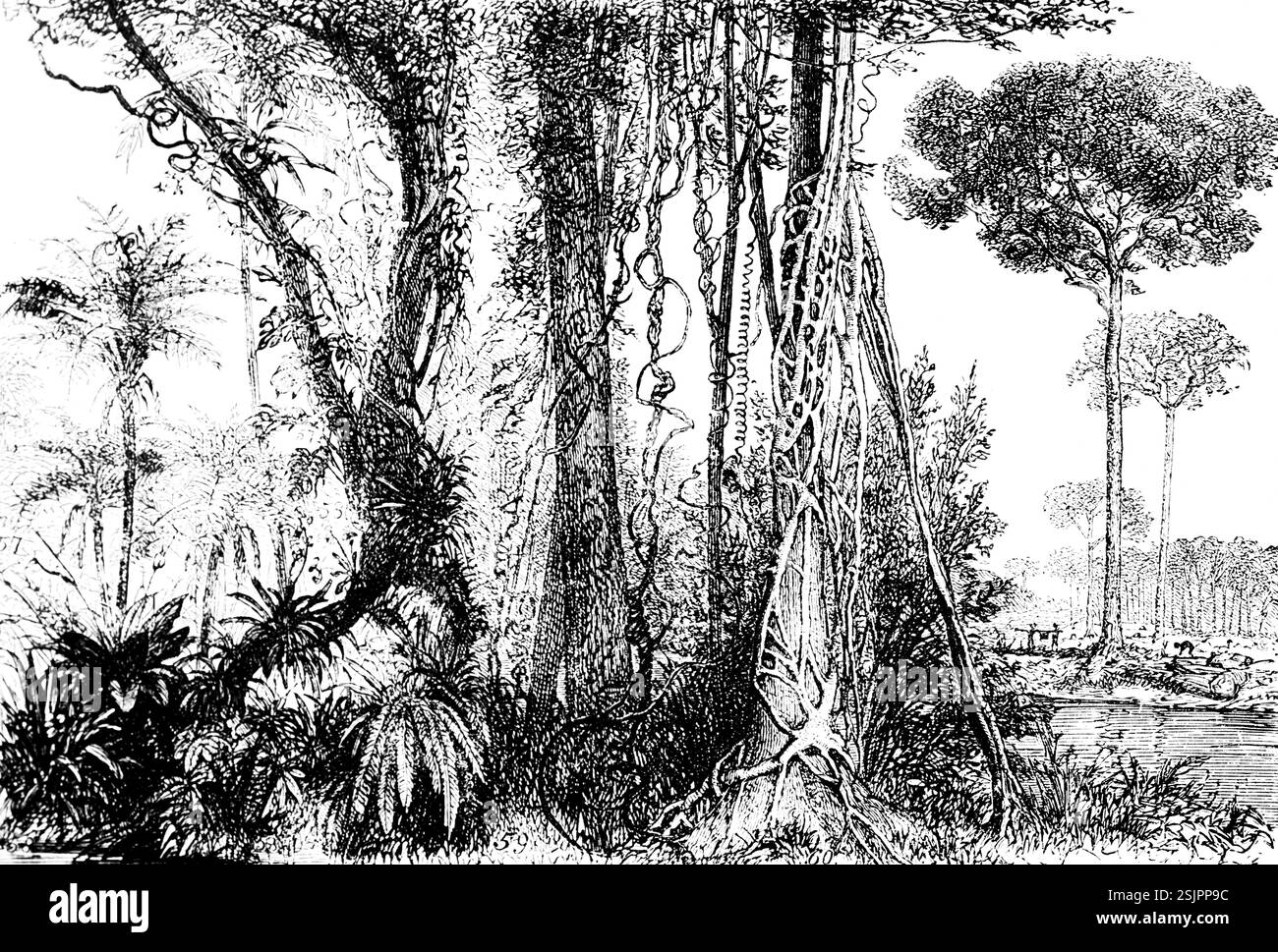 Rainforest with giant trees and lianas of the inner tropics, jungle ...