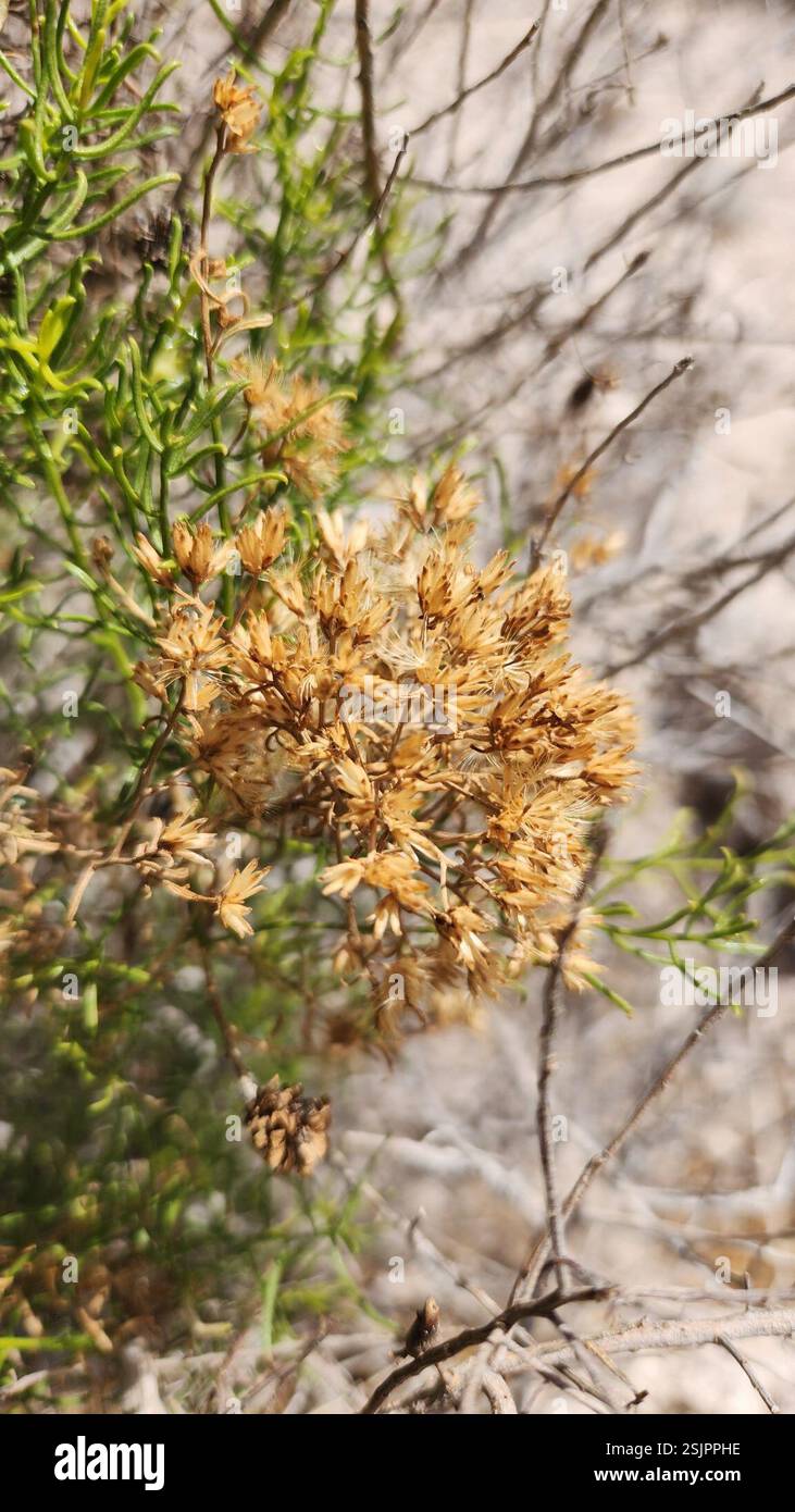 Sonoran Goldenbush (Xylothamia diffusa), Plantae, Bahía de Loreto ...