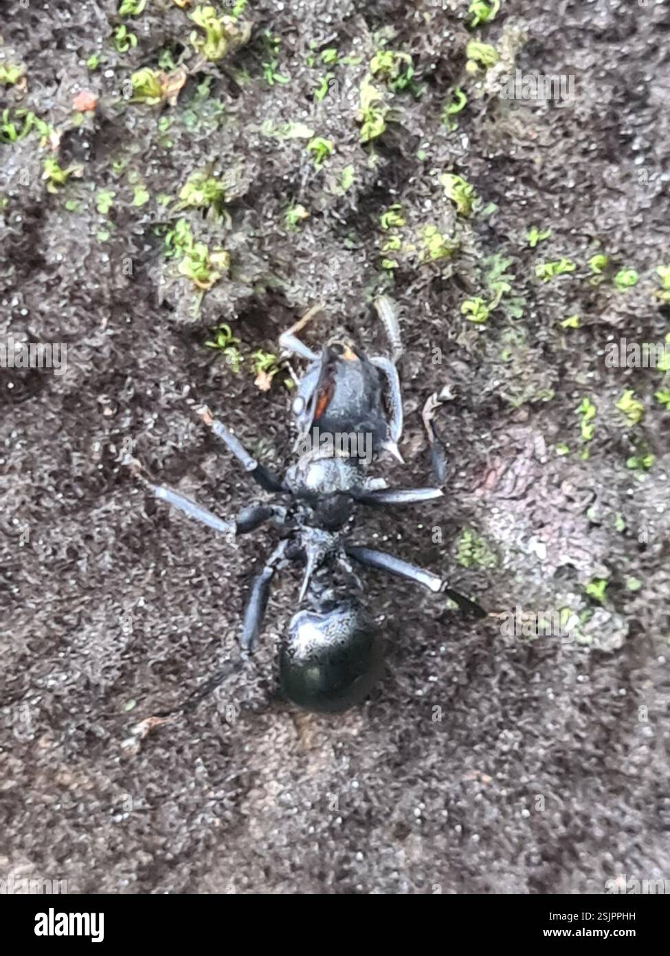 Common Giant Turtle Ant (Cephalotes atratus), Insecta, Kwakoegron ...