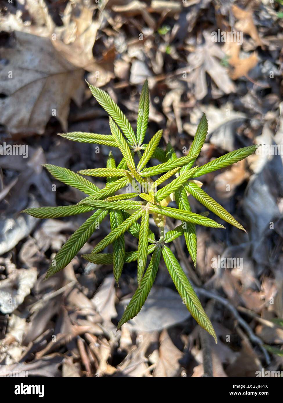 painted buckeye (Aesculus sylvatica), Plantae, Chapel Hill, NC, US ...