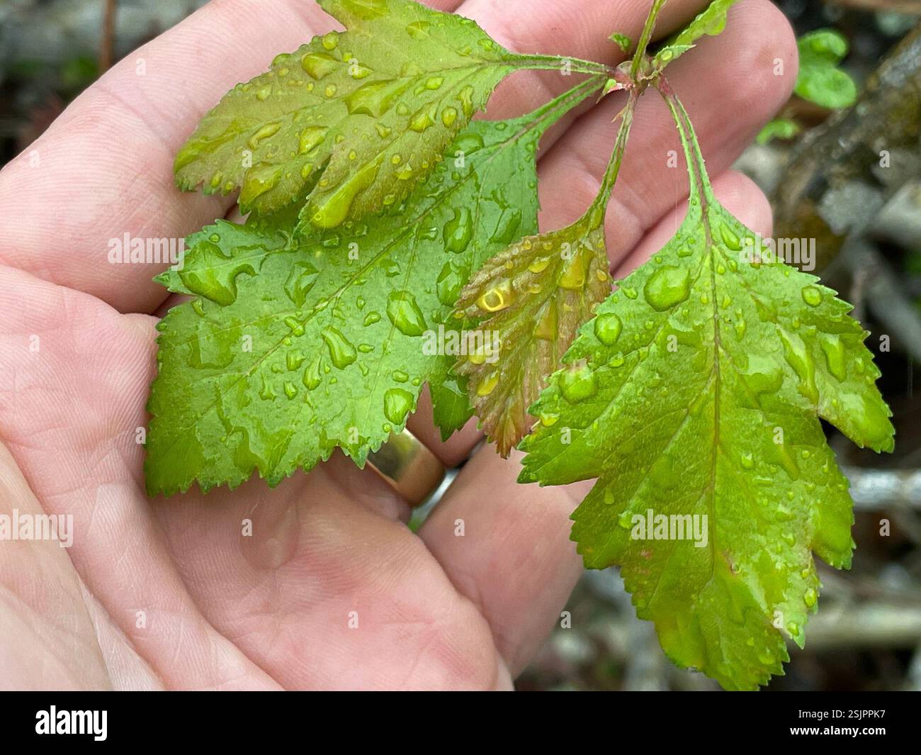 green hawthorn (Crataegus viridis), Plantae, Vidalia, LA, US Stock ...