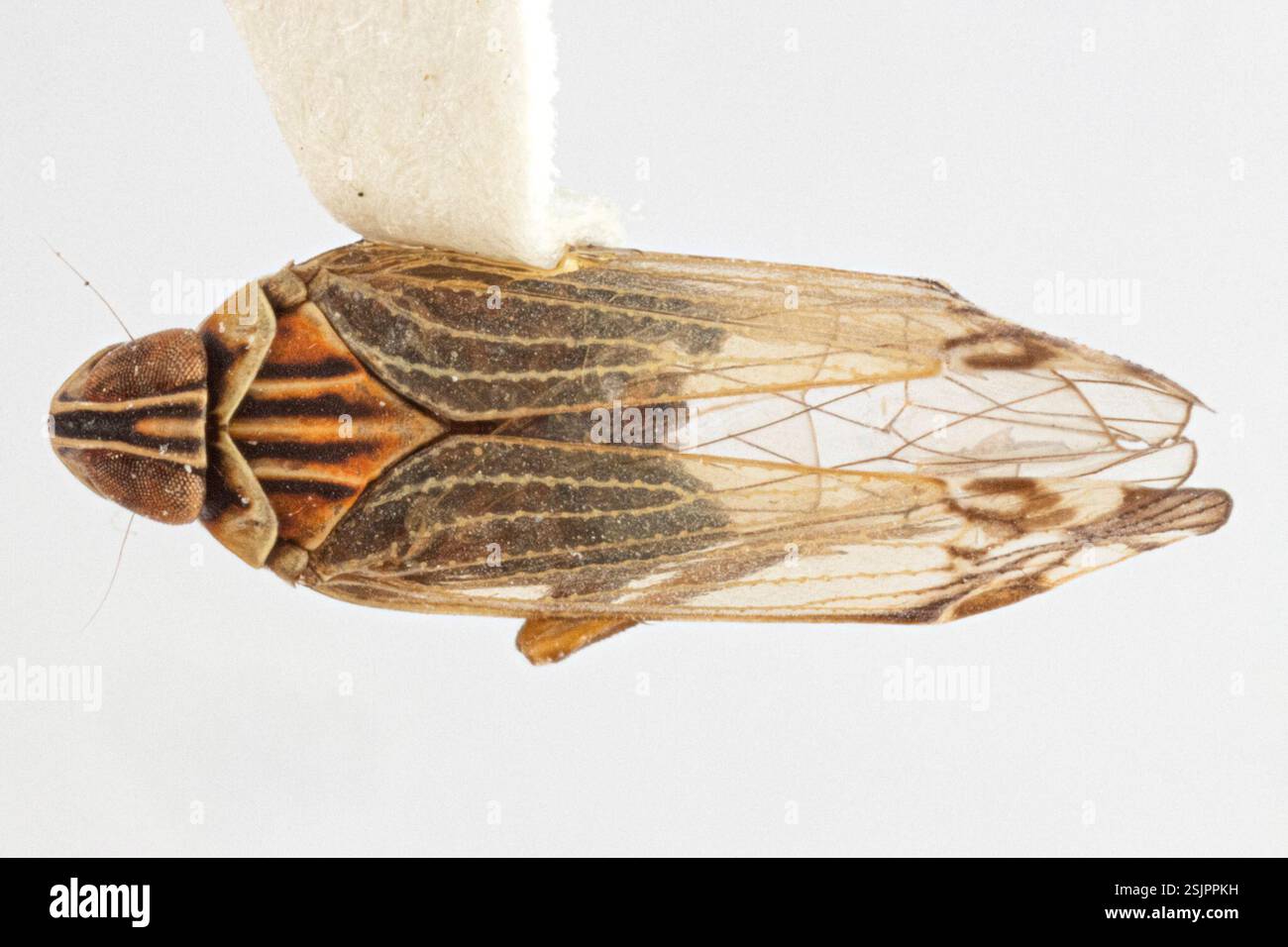 (Haplaxius tekmar), Insecta, Centro, Zimapán, Hgo., Mexico, This is a ...