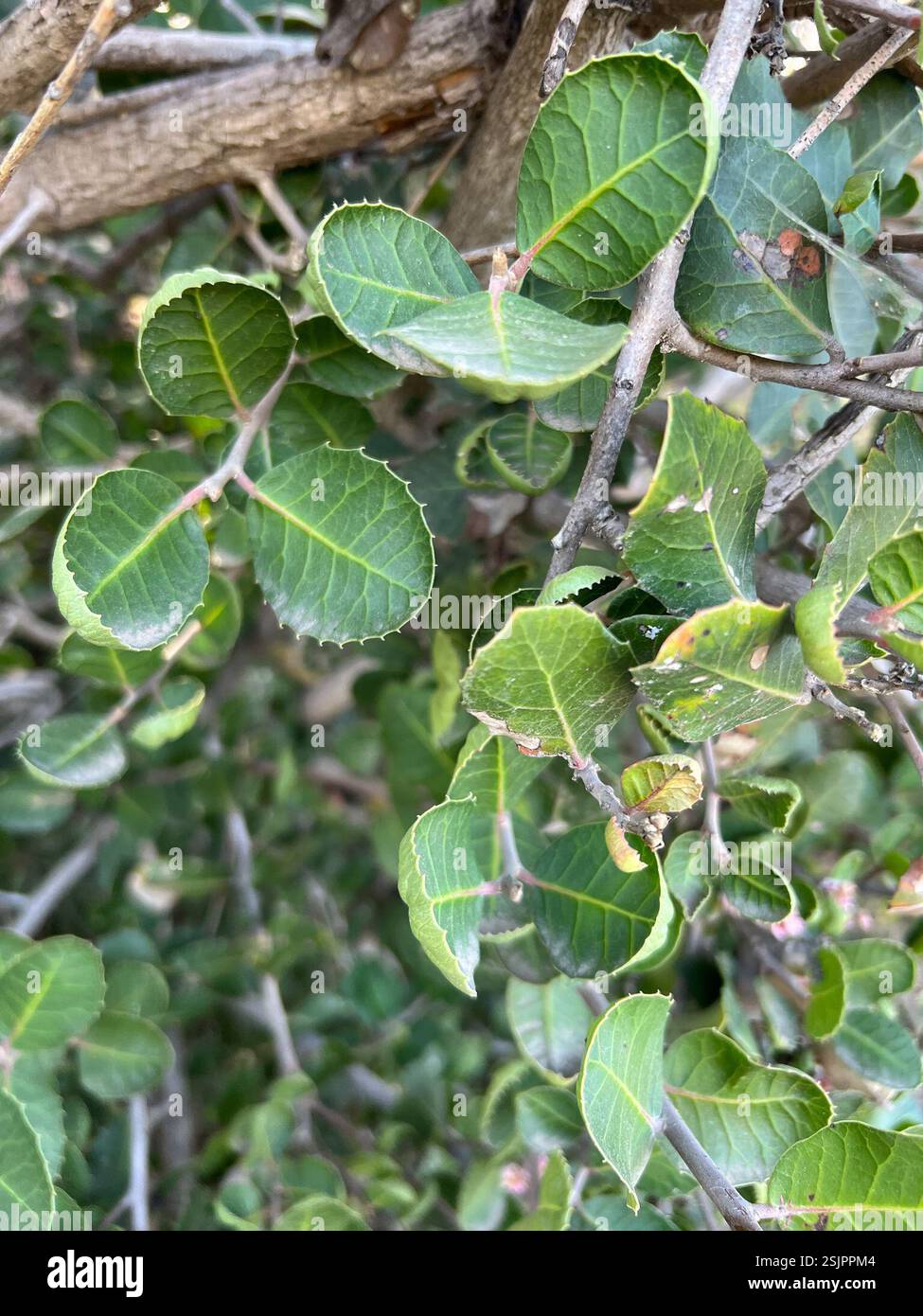 lemonade berry (Rhus integrifolia), Plantae, Irvine, CA, USA, Goofy ...