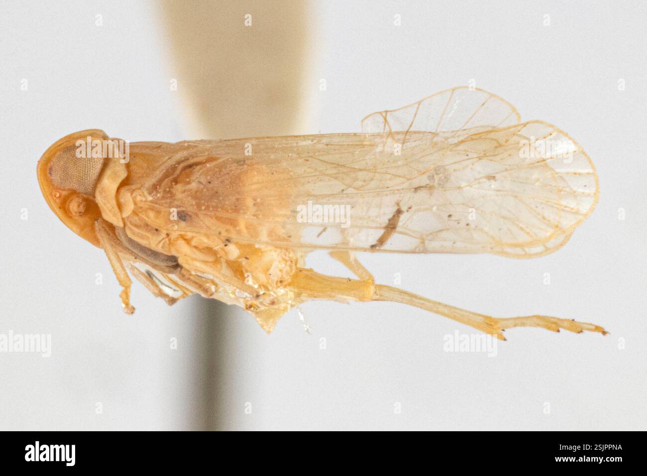 (Haplaxius meadi), Insecta, Mexico, This is a paratype specimen of ...