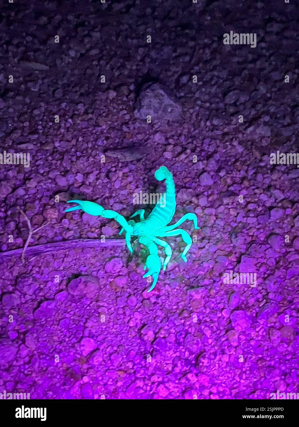 Eastern Swollenstinger Scorpion (Anuroctonus phaiodactylus), Arachnida ...