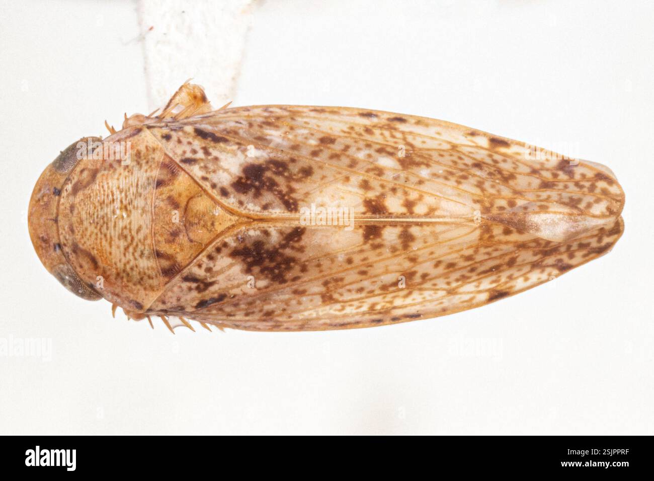 (Prairiana serrata), Insecta, South Bimini, The Bahamas, This is the ...