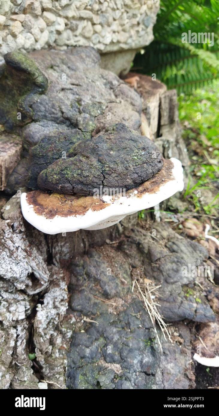 artist's bracket (Ganoderma applanatum), Fungi, Bodorp, George Stock ...