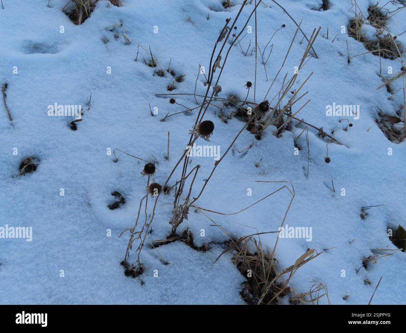 black-eyed Susan (Rudbeckia hirta), Plantae, Hartland, WI 53029, USA ...