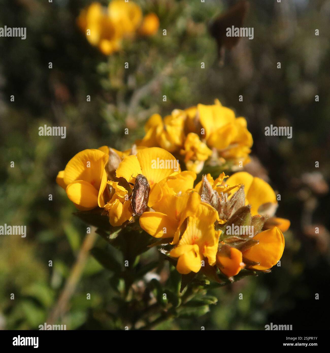 golden shaggy-pea (Oxylobium ellipticum), Plantae, Poatina Road ...