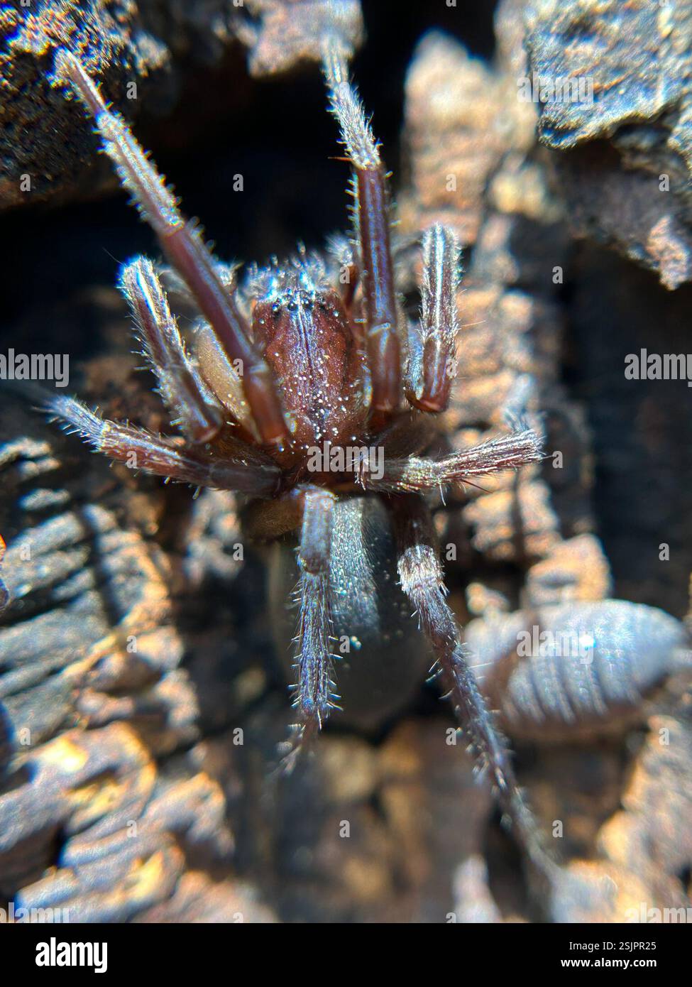 False Wolf Spiders (Zoropsidae), Arachnida, Sandown Pl, Cambria, CA, US ...
