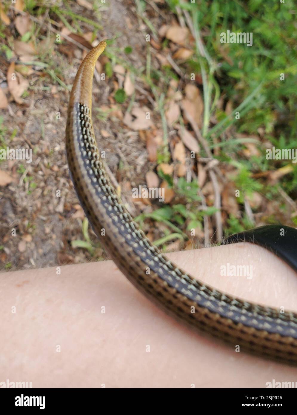 Eastern Glass Lizard (Ophisaurus ventralis), Reptilia, Fort Walton ...