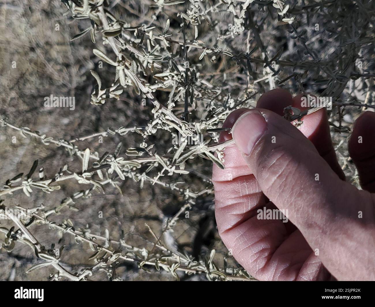 Winterfat (Krascheninnikovia lanata), Plantae, Huerfano, Colorado ...