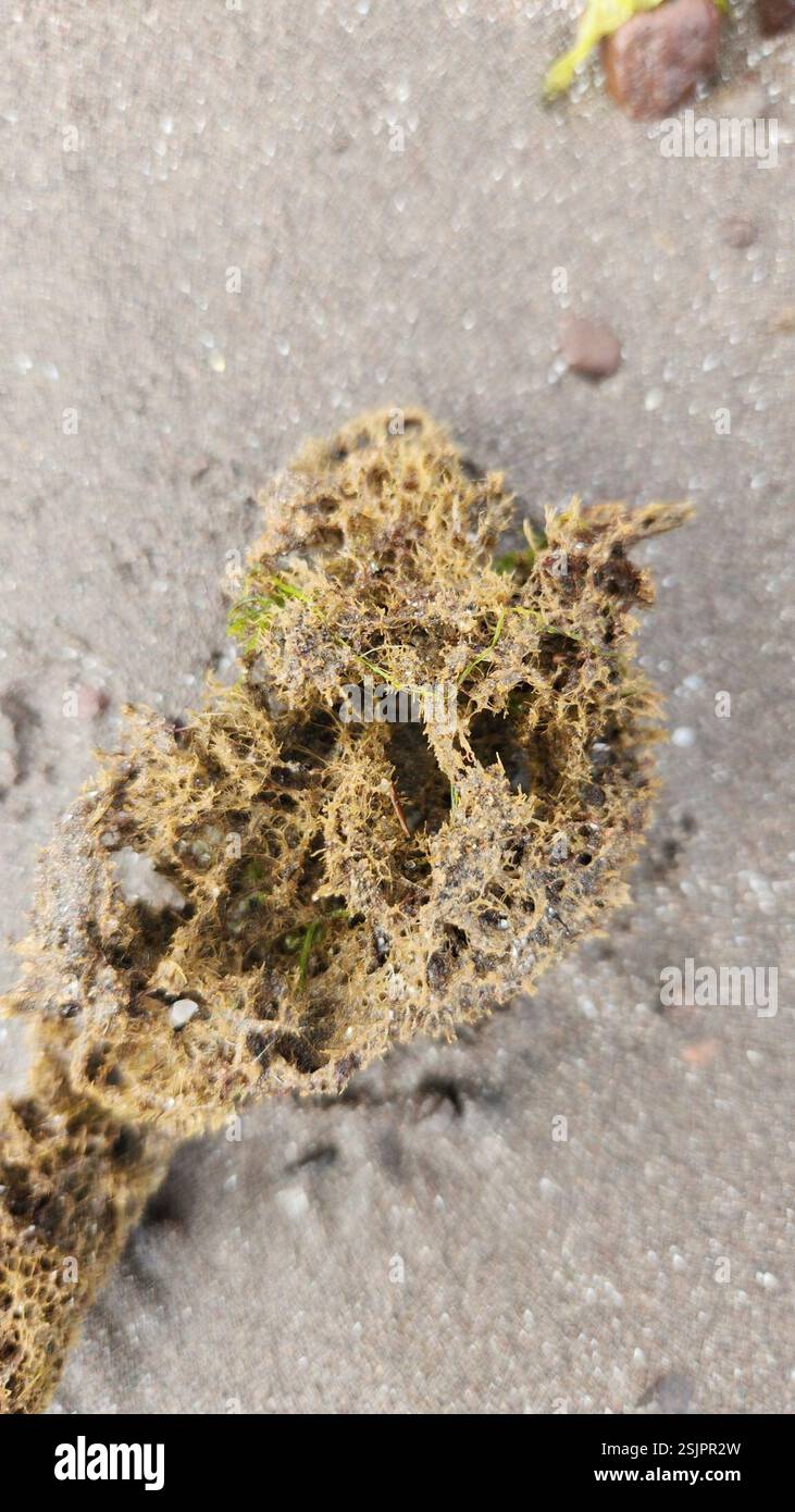 life (Life), , Bahía de Loreto, Loreto, MX-BS, MX Stock Photo - Alamy