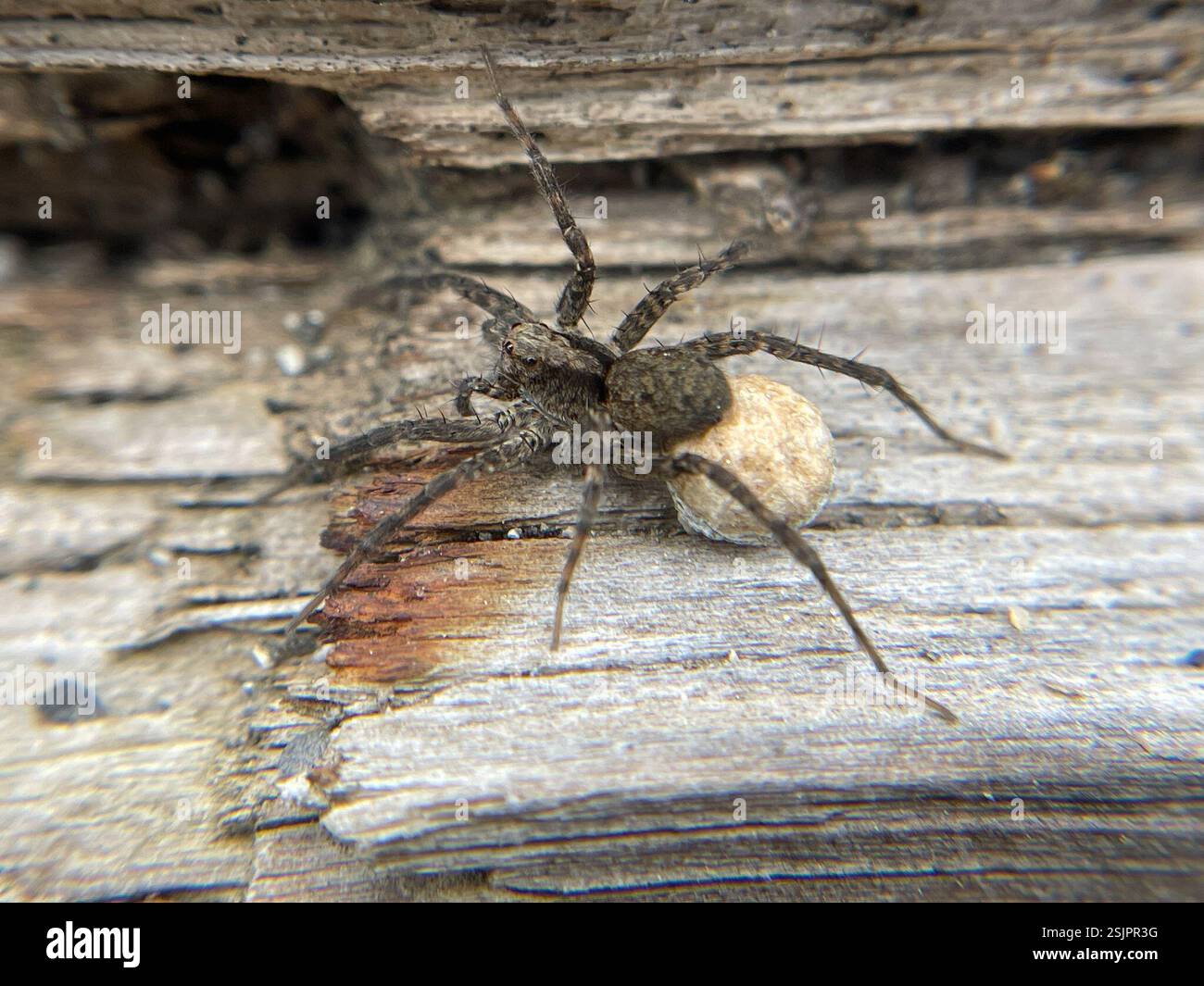Wolf Spiders (Lycosidae), Arachnida, Santa Clara, California, United ...