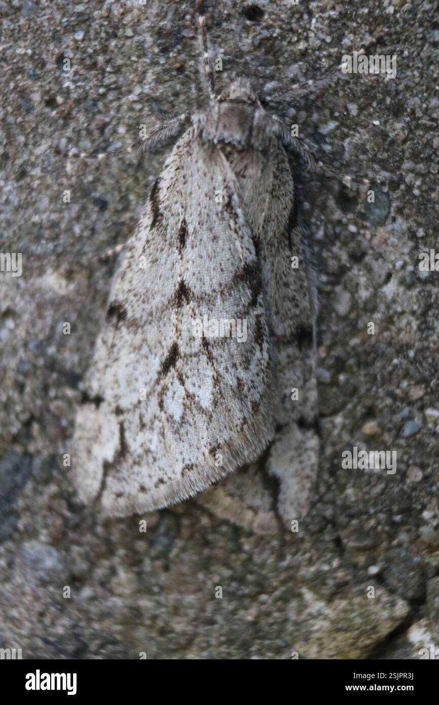 Spring Cankerworm Moth (Paleacrita vernata), Insecta, Medway, London ...
