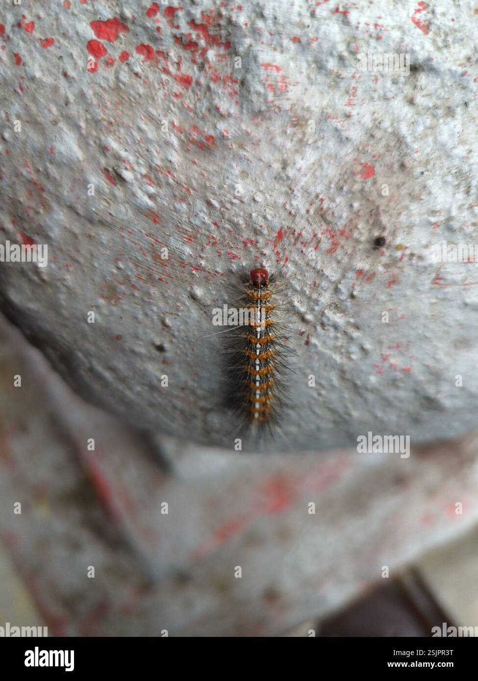 (Lemyra imparilis), Insecta, 114, Taiwan, 台北市內湖區金瑞里 Stock Photo - Alamy