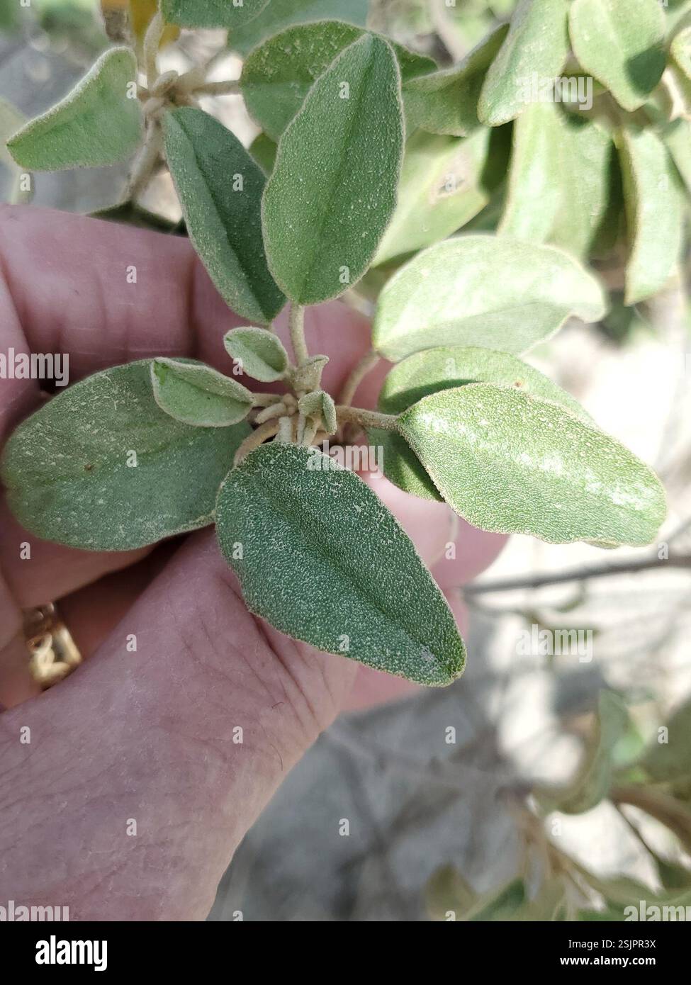 Beach Croton (Croton punctatus), Plantae, Fort Sumter National Monument ...
