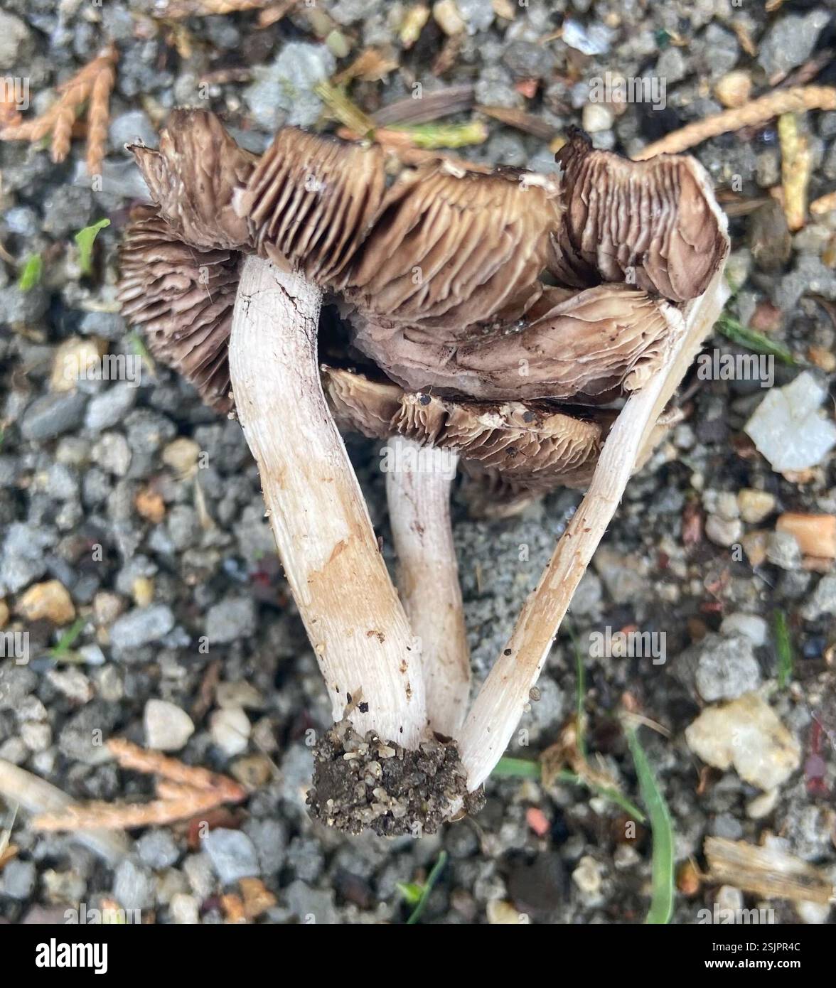 Brittlestems and Allies (Psathyrellaceae), Fungi, Hughes Ave, Los ...