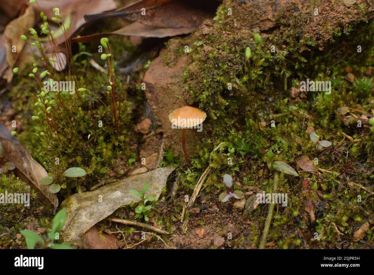 Moss Bell (Galerina hypnorum), Fungi, 中国浙江省杭州市西湖区 Stock Photo - Alamy