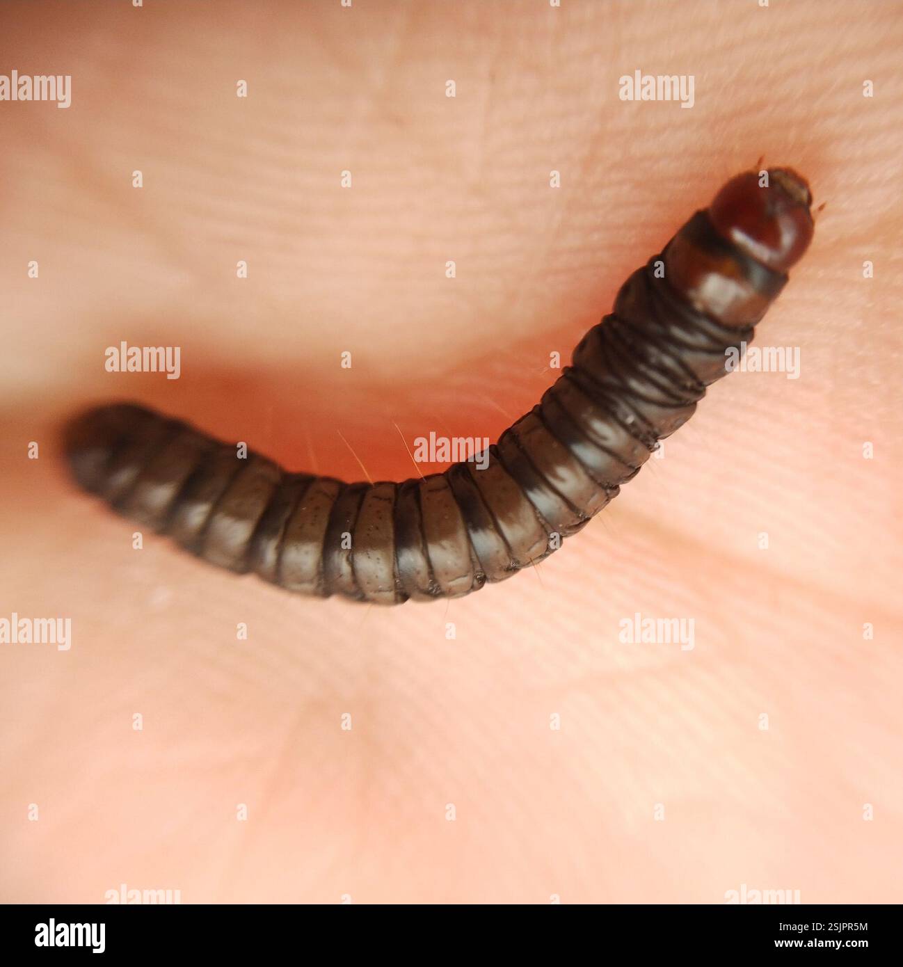 Tabby Moths (Aglossa), Insecta, Kosanin dol, Pancharevo, Bulgaria Stock ...