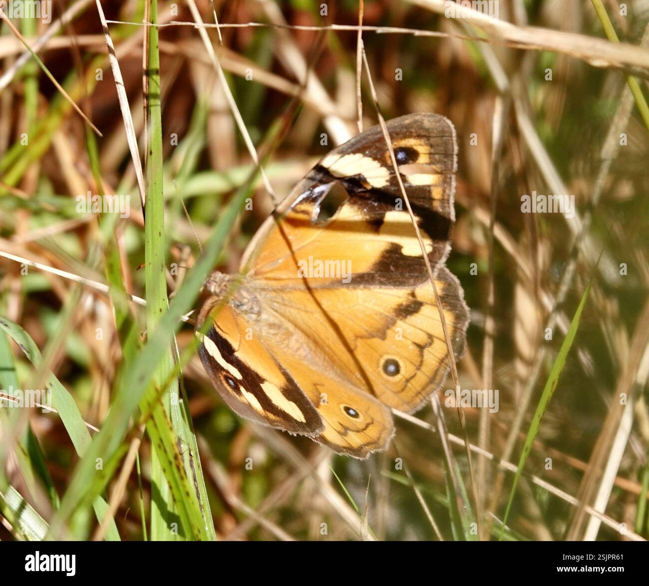 Common Brown (Heteronympha merope), Insecta, Stewart St, Boronia, VIC ...
