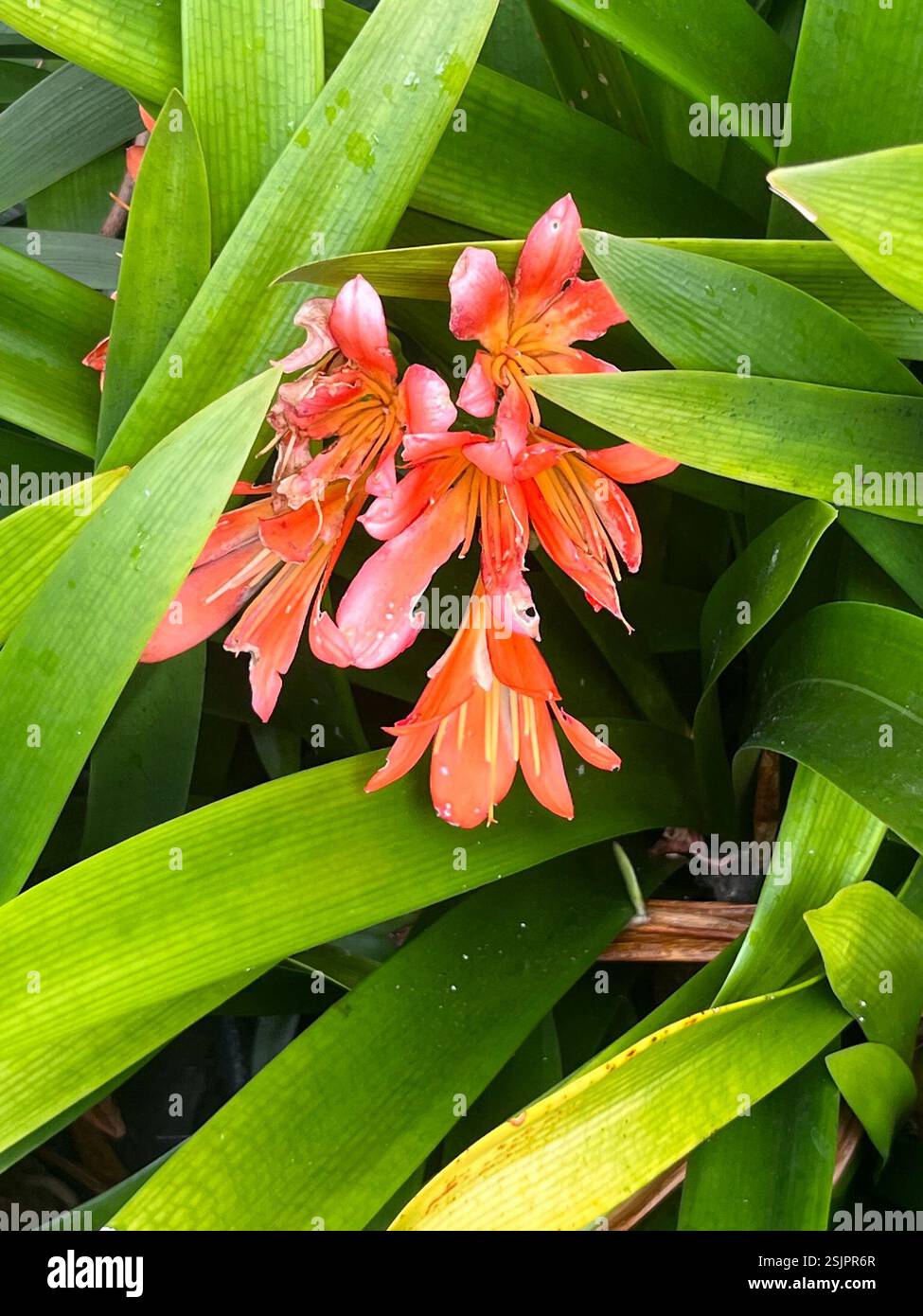 Natal Lily (Clivia miniata), Plantae, North Island, Auckland, Auckland ...