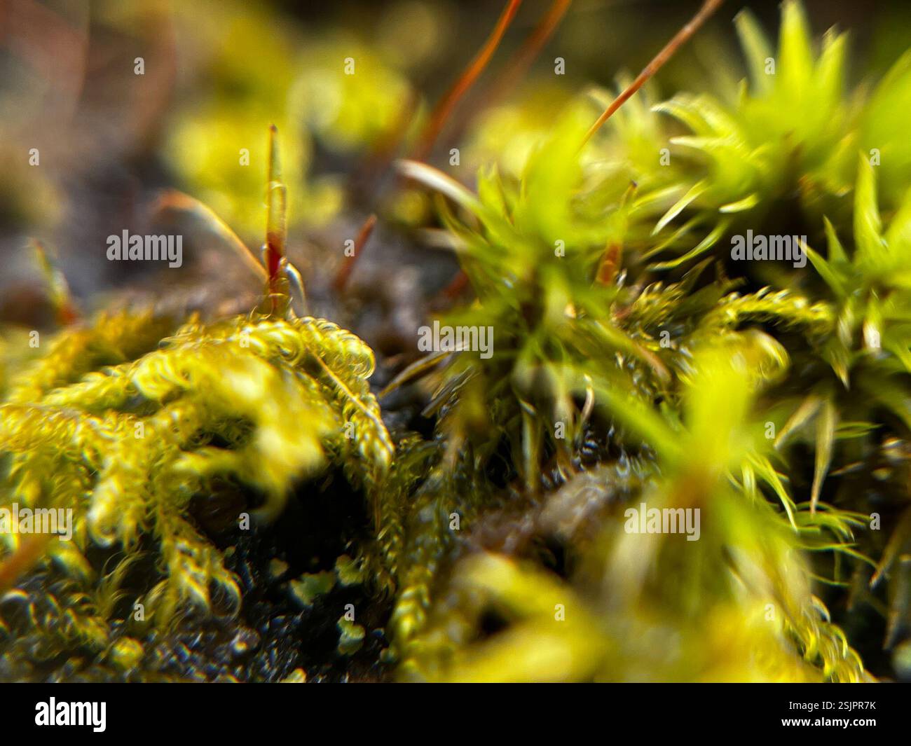 Sickle-leaved Hook-moss (Sanionia uncinata), Plantae, Cape Breton ...