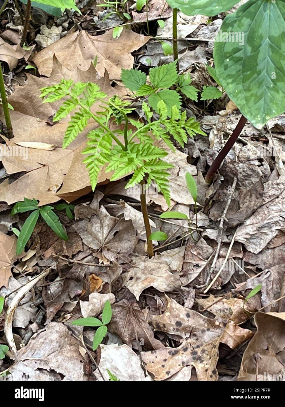rattlesnake fern (Botrypus virginianus), Plantae, Chickamauga, GA, US ...