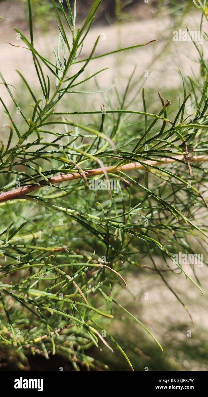 Singlewhorl Burrobrush (Ambrosia monogyra), Plantae, La Paz, MX-BS, MX ...