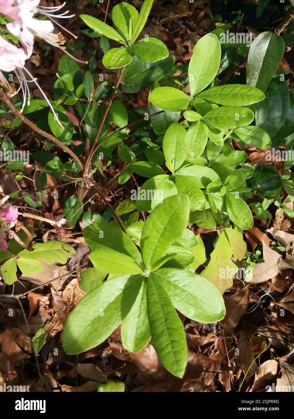 Southern Pinxter Azalea (Rhododendron canescens), Plantae, Windsor ...