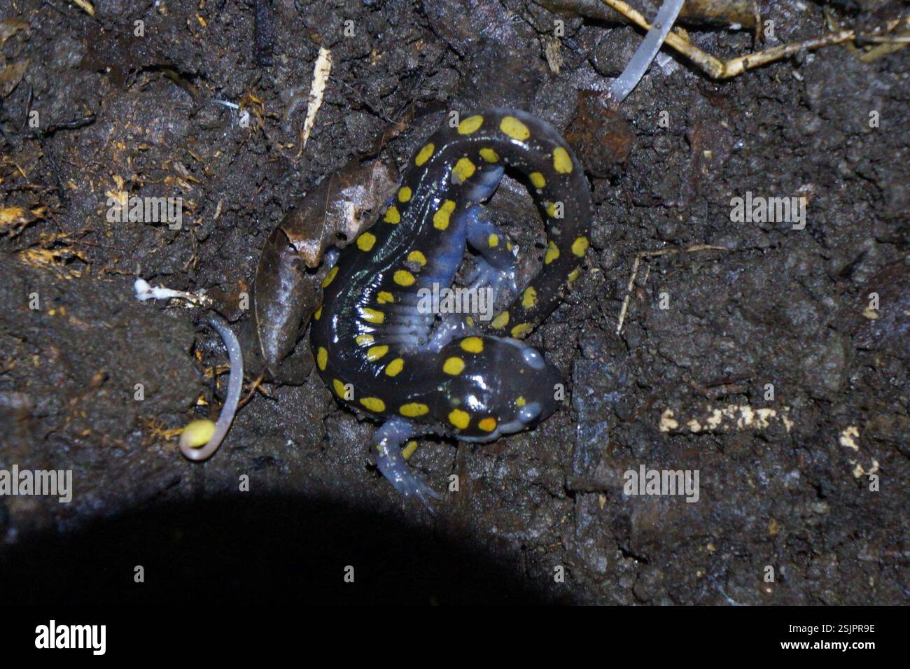 Spotted Salamander (Ambystoma maculatum), Amphibia, 333 Fox Chapel Rd ...